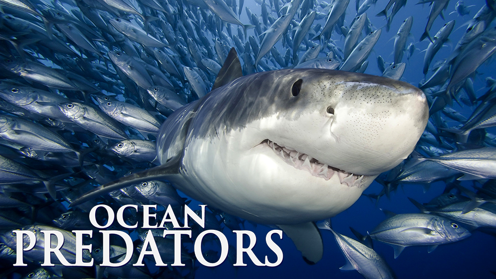 Watch Ocean Predators (2013) Full Movie Online - Plex